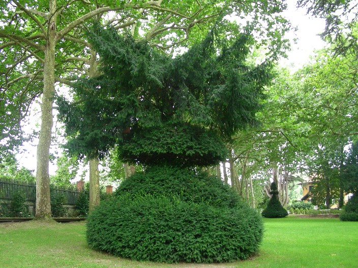 ARTE Y JARDINERÍA : Tejo (Taxus baccata)