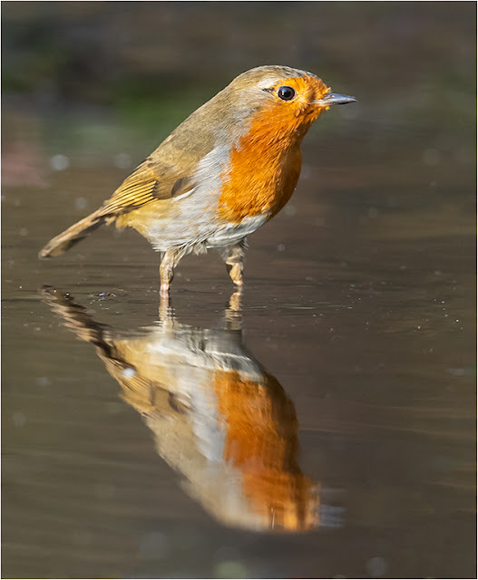 Roger Hance Photography: David Tipling`s Bird Hide