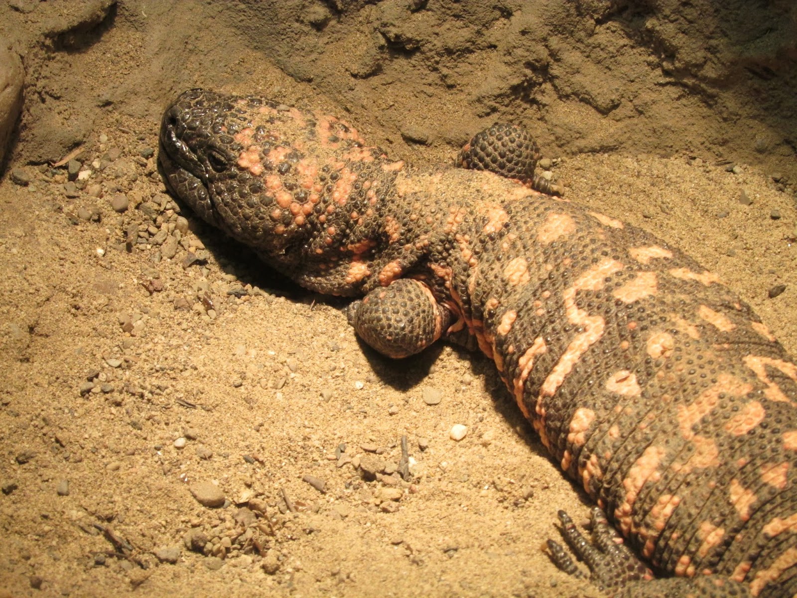 Adventures of the Cornell Herpetological Society