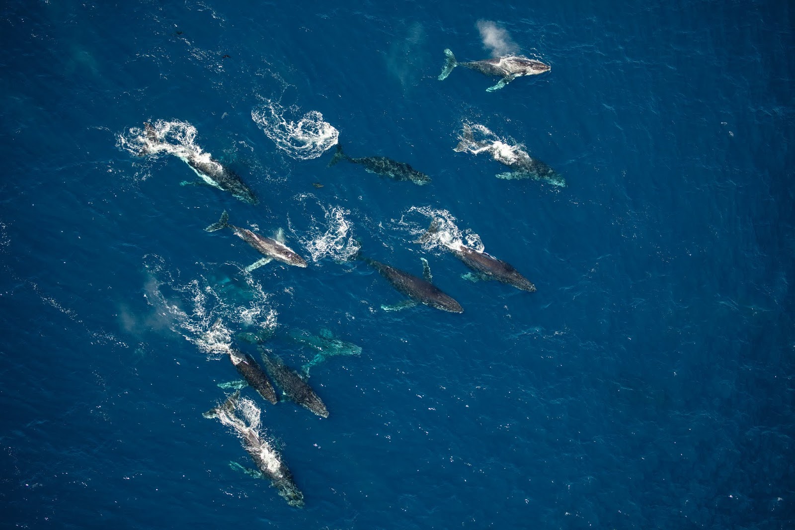 WATCH: Netflix Documentary OUR PLANET Official Extended Trailer Looks ...