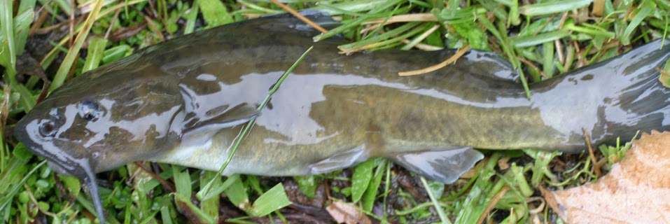 especies chilenas: El Tollo o Bagre (Diplomystes nahuelbutaensis)
