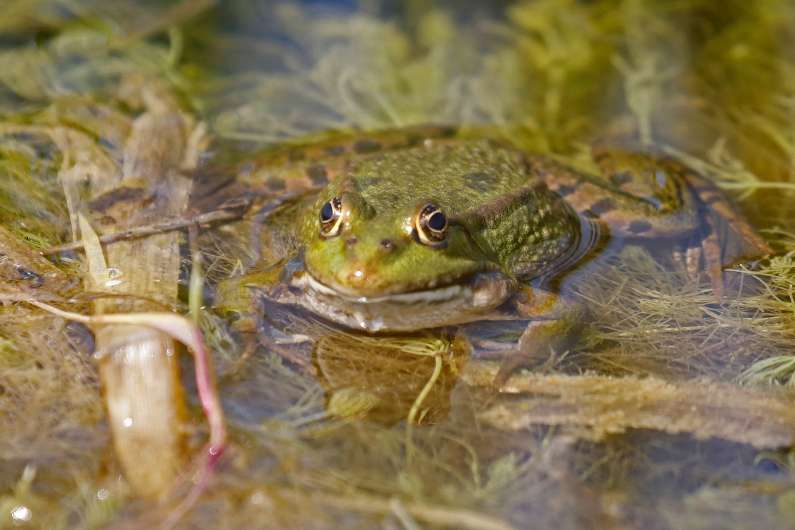 Away From Four Marks: April 2018