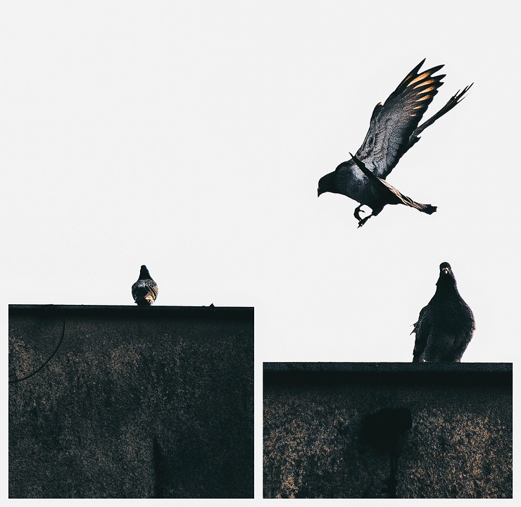 Volar con el ala rota