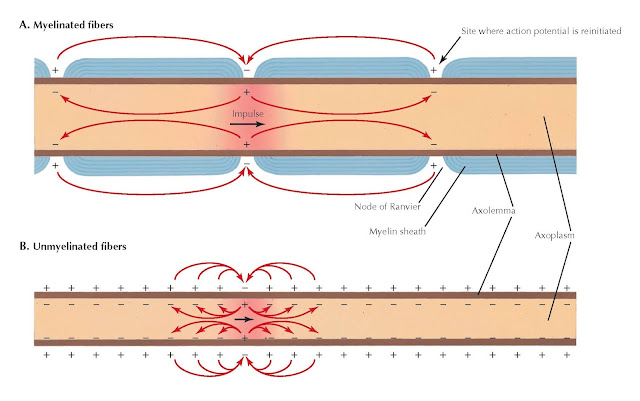CONDUCTION VELOCITY - pediagenosis