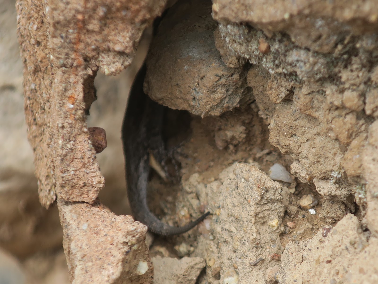 Living Rootless: Arizona: Globe