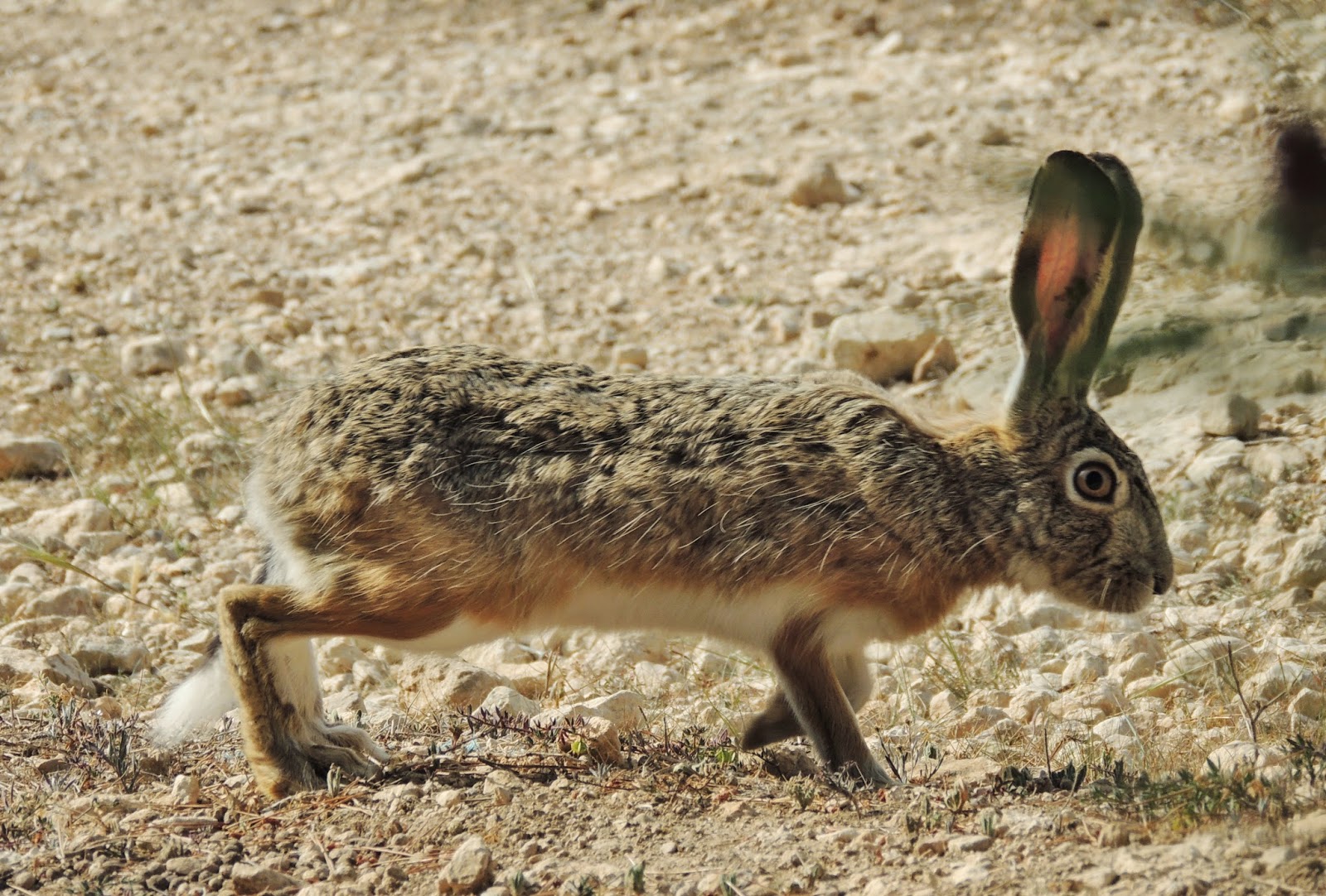 EL MOCHUELO CURIOSO: UNA LIEBRE CONFIADA...?