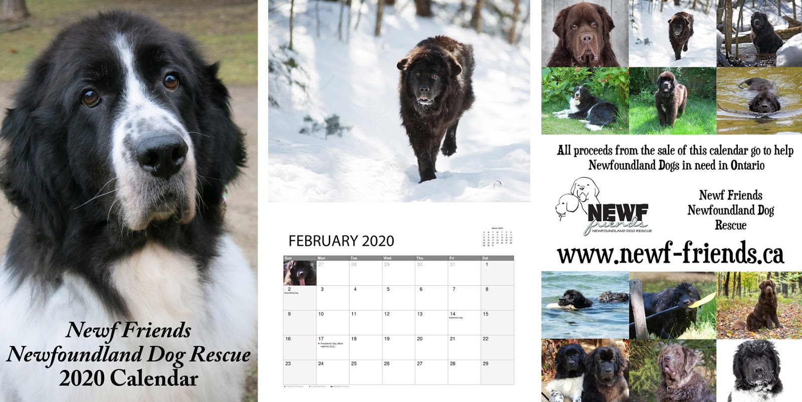 Newf Friends: 2020 calendars
