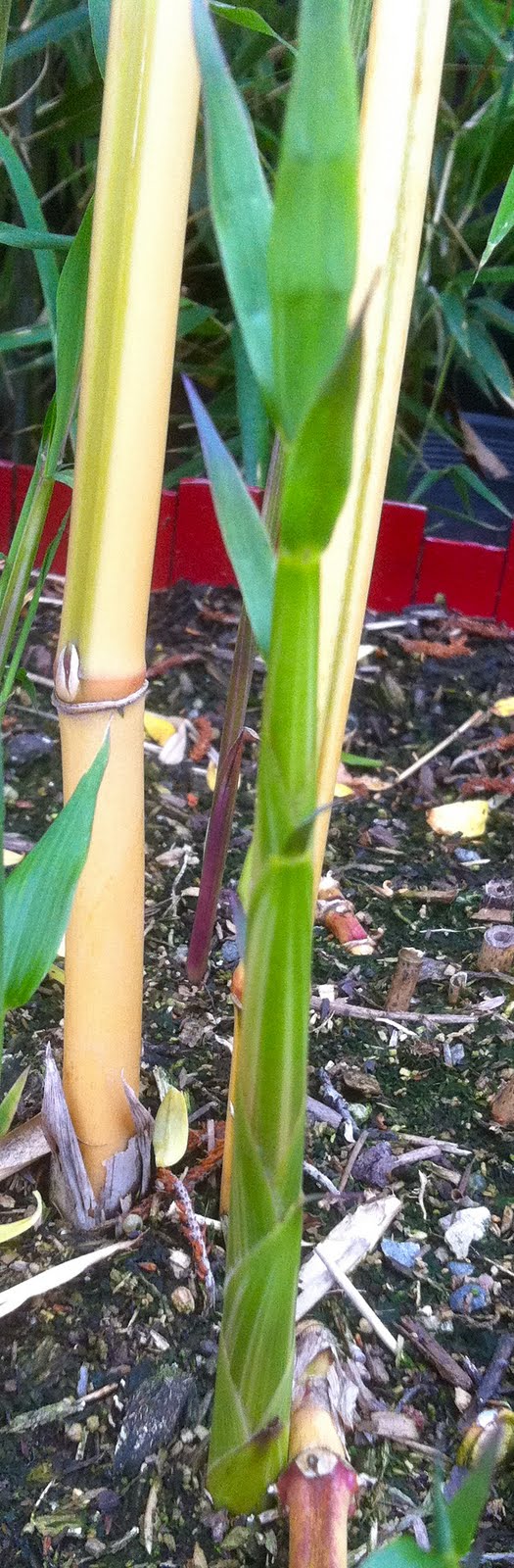 Bamboo Geek: Gotta love red bamboo...