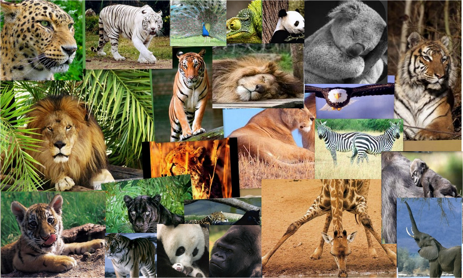 Animal Planet Animal Planet