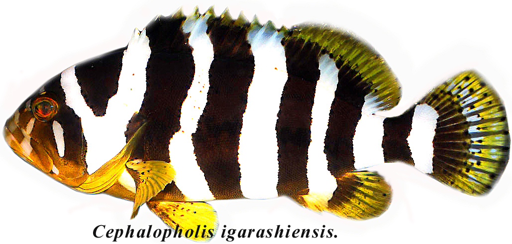 Akvaryum Balıkları.: Cephalopholis cruentata,Graysby grouper ...