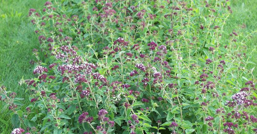 Ljekovito bilje: Divlji origano,biljka koja djeluje protiv 25 vrsta ...