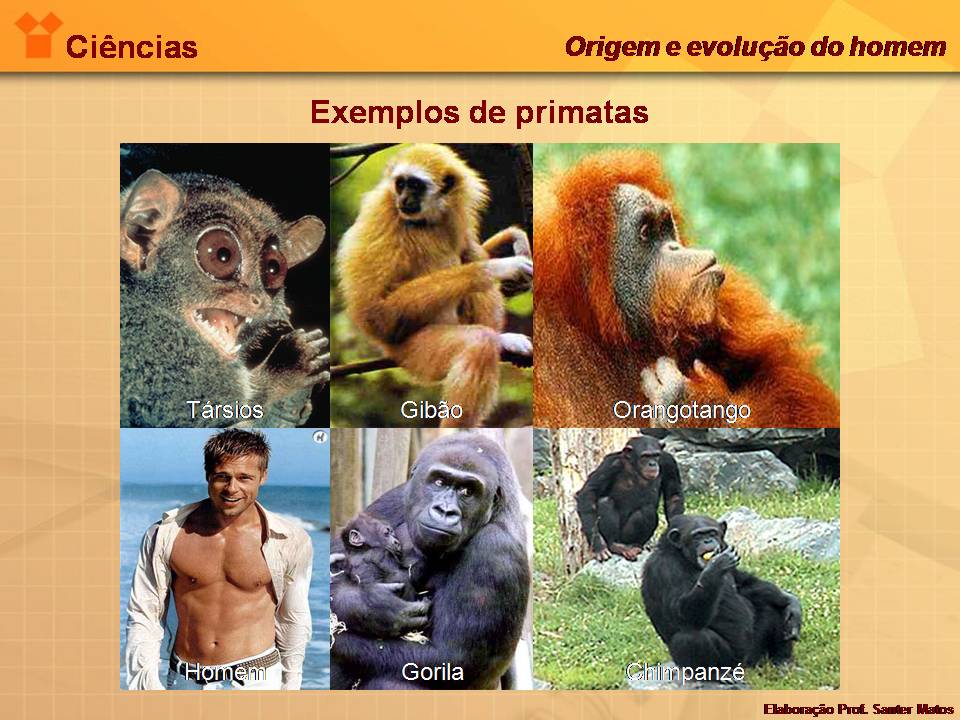ENCANTOS DA CIÊNCIAS: Power point para o 8º ano/ Origem e Evolução do Homem