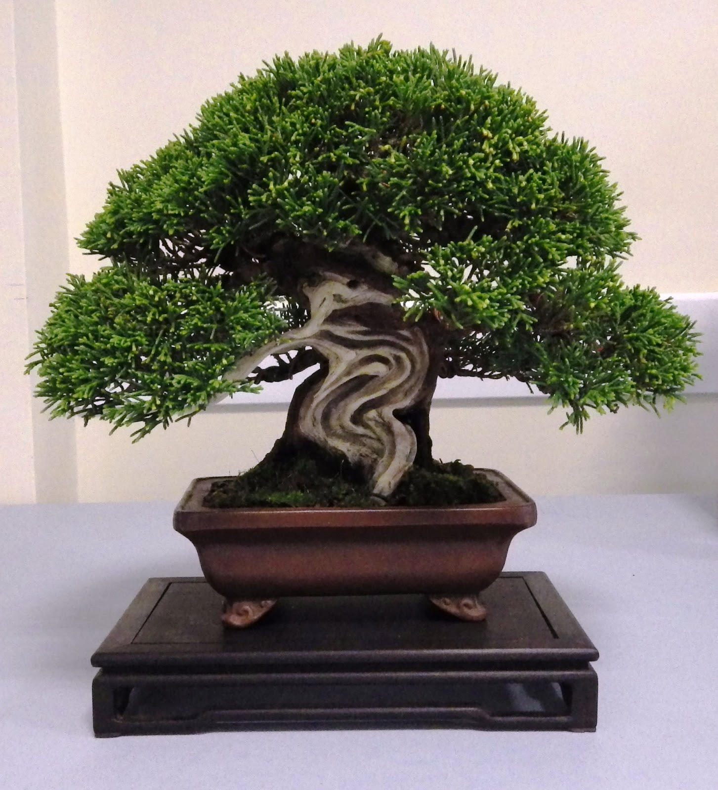 Bespoke Bonsai Stands: May 2013