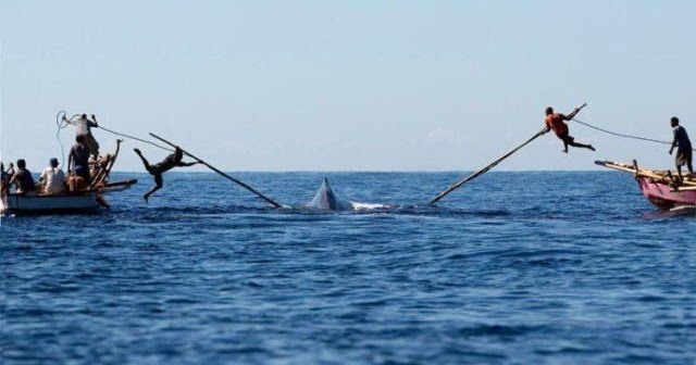 Tradisi Unik Perburuan Ikan Paus Masyarakat Lamalera - Lentera24.com