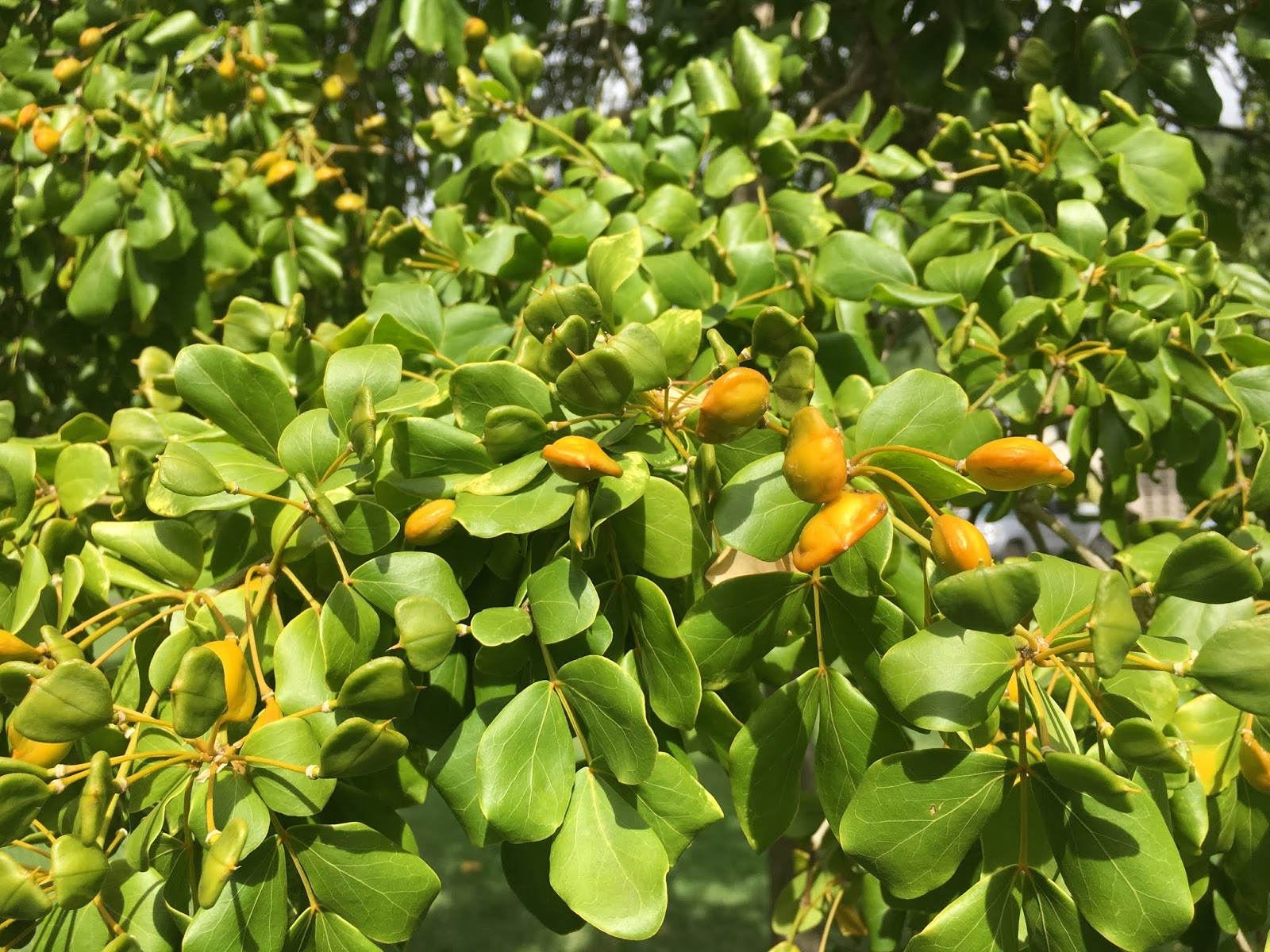 Guaiacum officinale (Lignum-vitae)