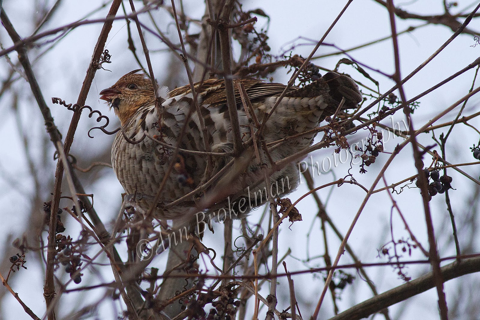 Ann Brokelman Photography: Ruffed Grouse - or as I wanted to call it A ...