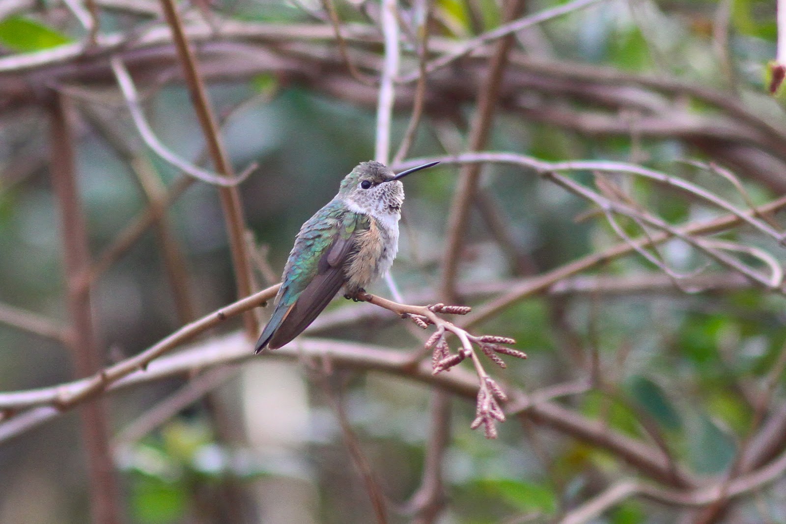 View from the Cape: Broad-tailed Hummingbird - more pictures