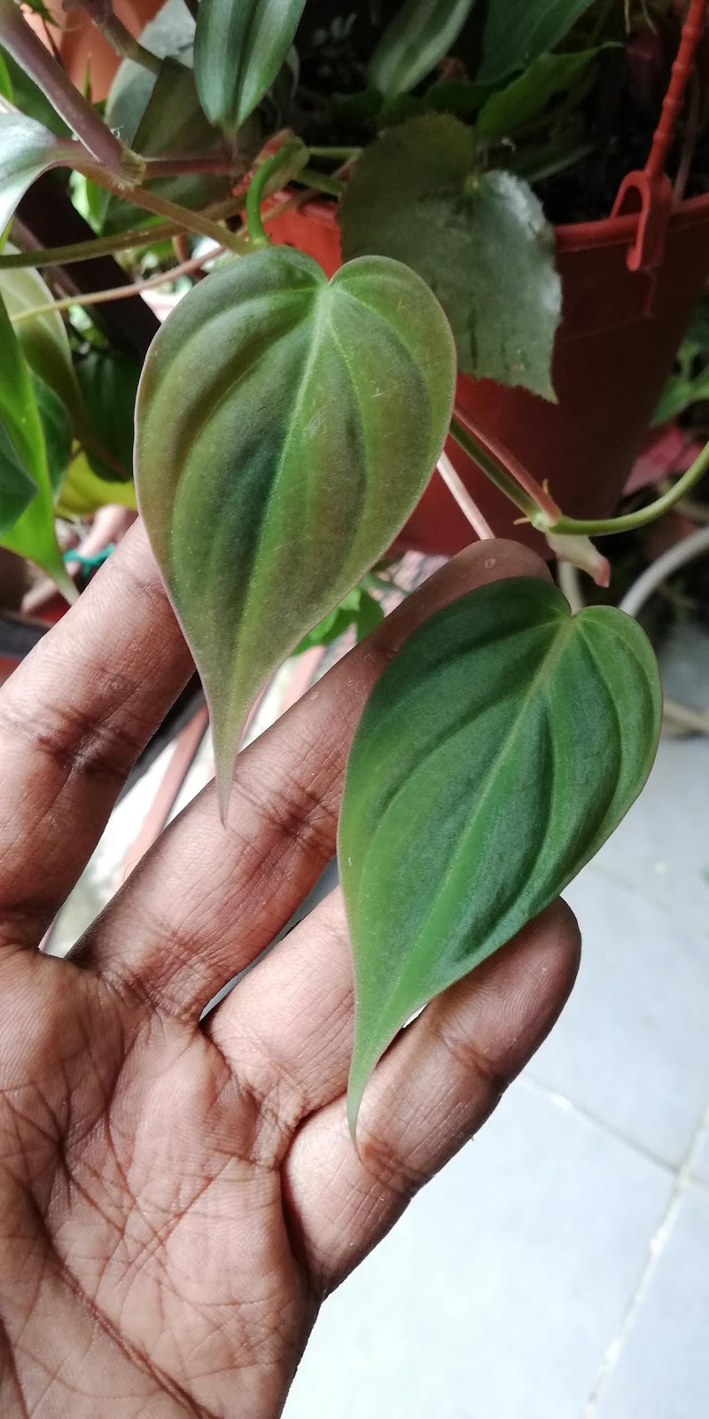 Garden Chronicles of James David: Philodendron Hederaceum "Micans"