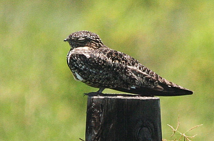 This week in birds - #456