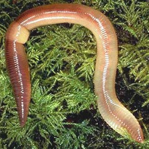 Facts about Earthworms (Lumbricina) | Facts About All