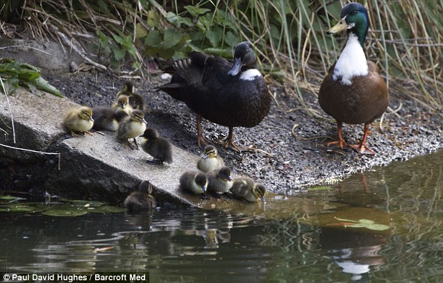 BERITA BURUNG: Gambar Burung Camar Menyambar Anak Bebek, Misi Pemburuan ...