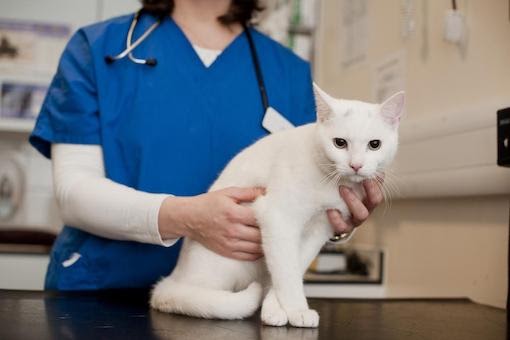 Vet Tips: Skin Cancer in Cats