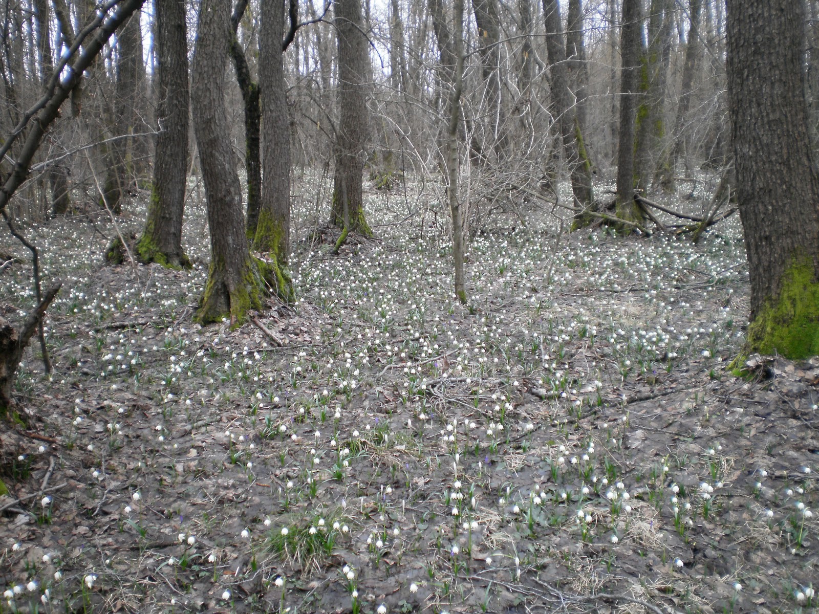 GLEDIŠTA VUJCA ŠTEFINE: PROLJETNI DRIJEMOVAC