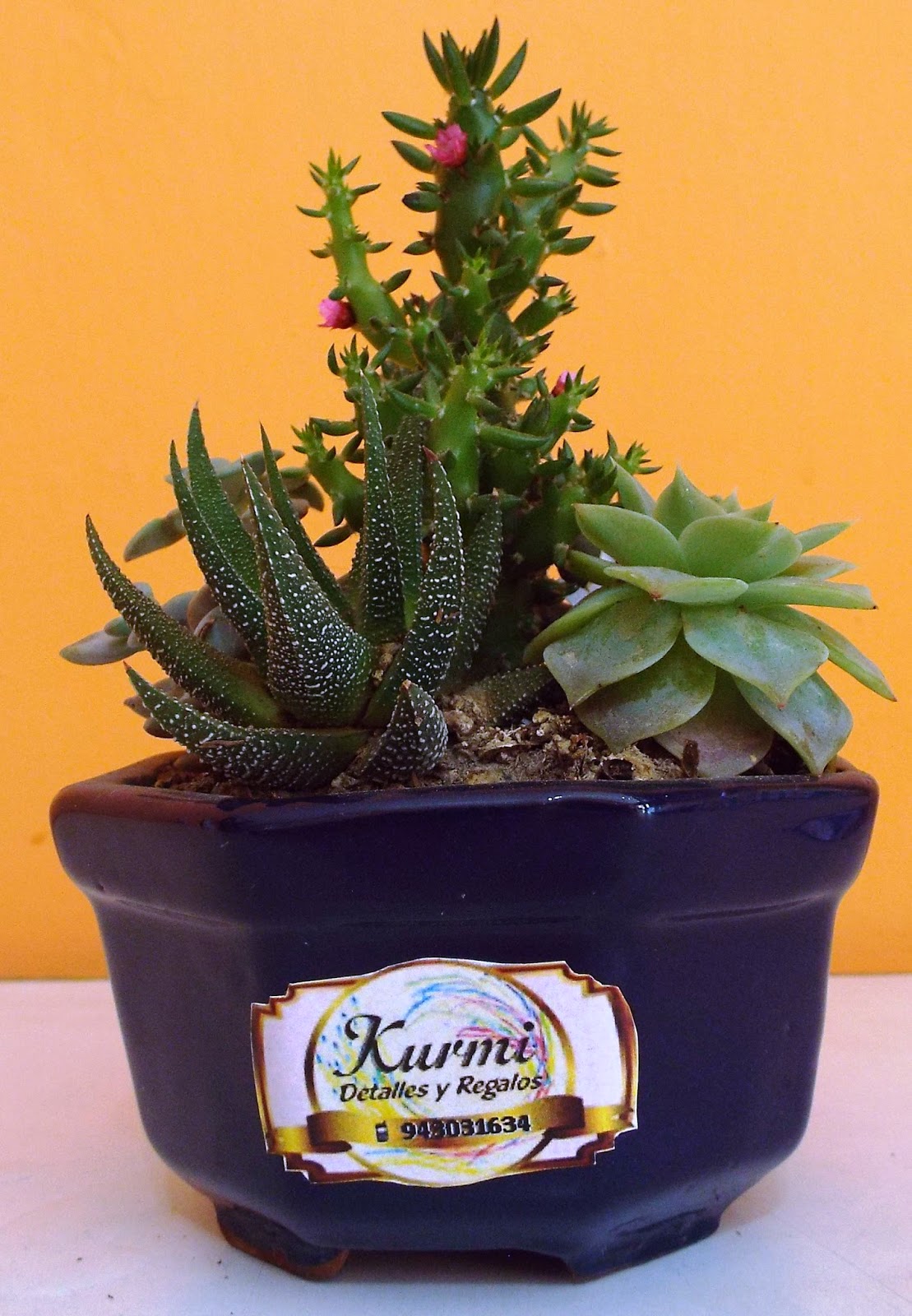 Cactus: Cactus en maceta