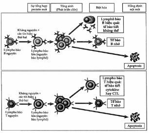 Hệ miễn dịch là gì? và tầm quan trọng của hệ miễn dịch