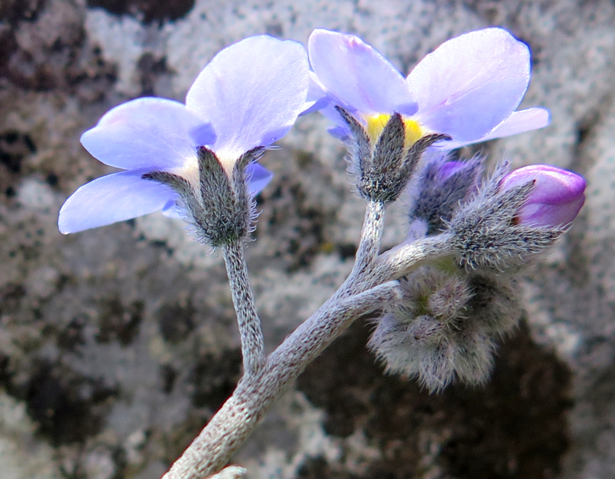 MYOSOTIS, MIOSOTIS O NOMEOLVIDES. Flores silvestres diminutas pero muy ...