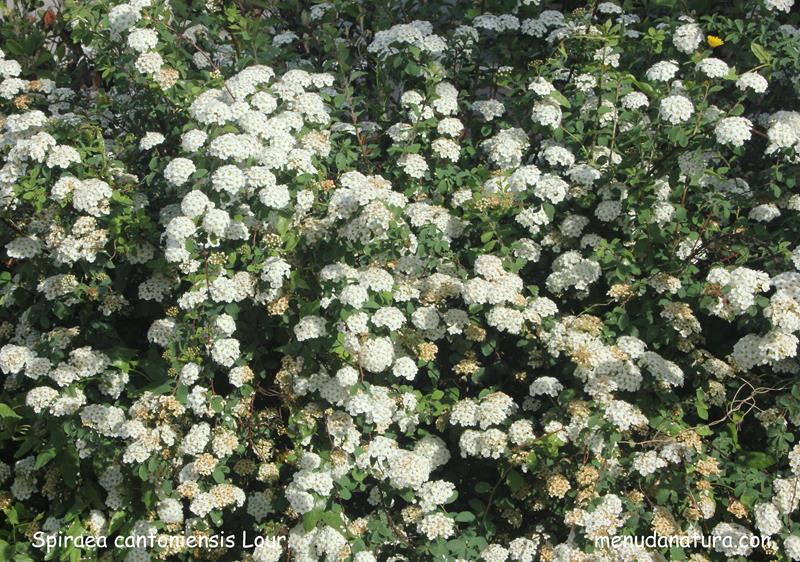El Jardí de Menuda Natura: Espirea. Arbre nevat