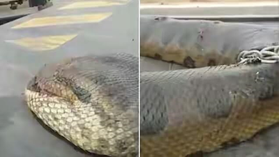 Pirates of the Internet Valley: Finally a 30 -foot snake found!!! Guess ...