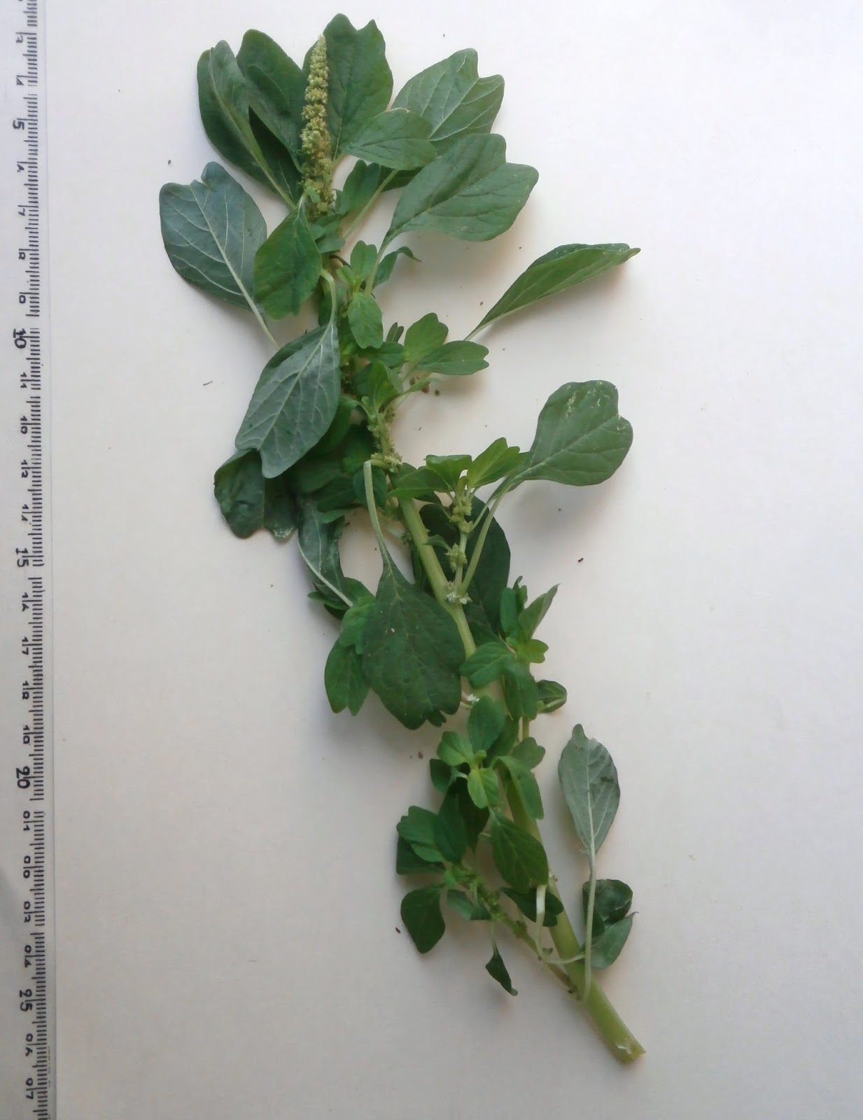 HERBARIO VIRTUAL DE BANYERES DE MARIOLA Y ALICANTE: Amaranthus blitum ...