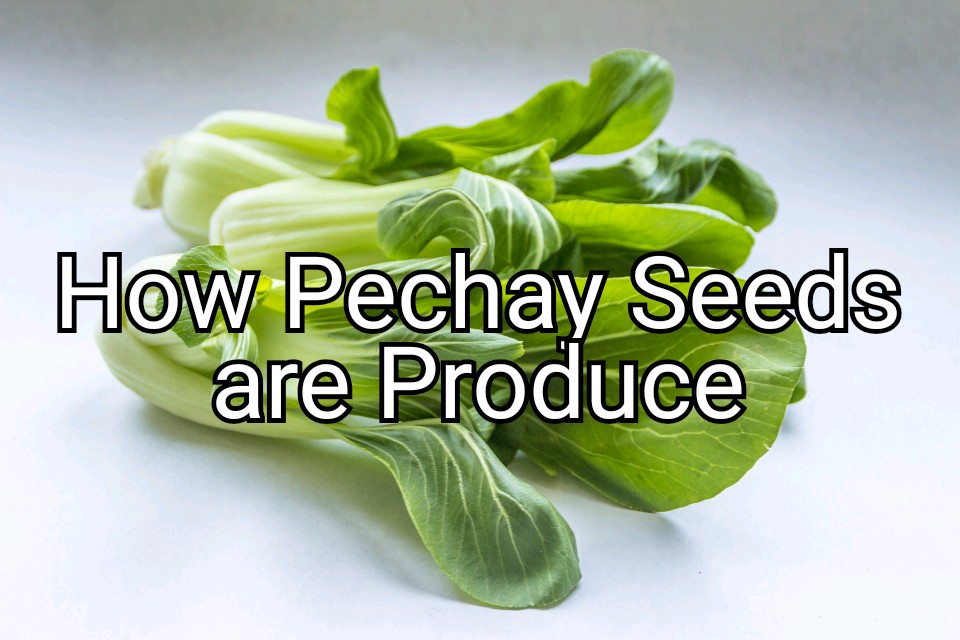 How Pechay Seeds are Produce - Cool Pechay