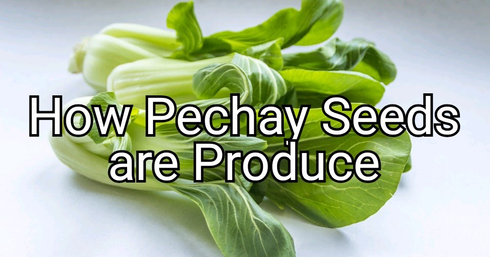 How Pechay Seeds are Produce - Cool Pechay