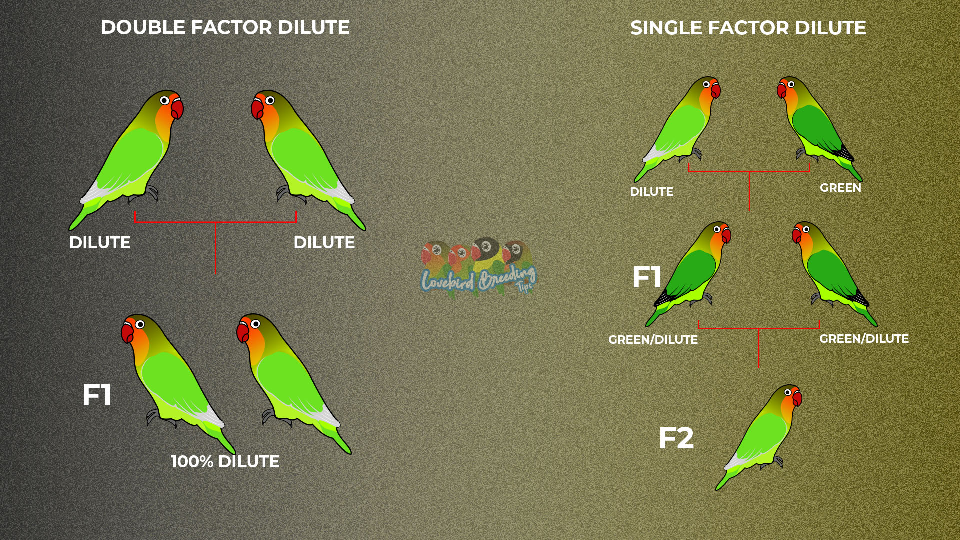Agapornis Dilute Mutations - Lovebird Breeding Tips And Mutations Guide
