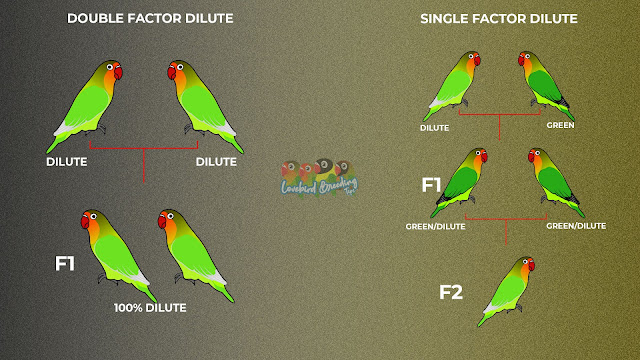 Agapornis Dilute Mutations - Lovebird Mutations