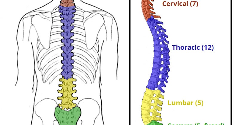 ANATOMY AND BIOMECHANICS OF SPINE