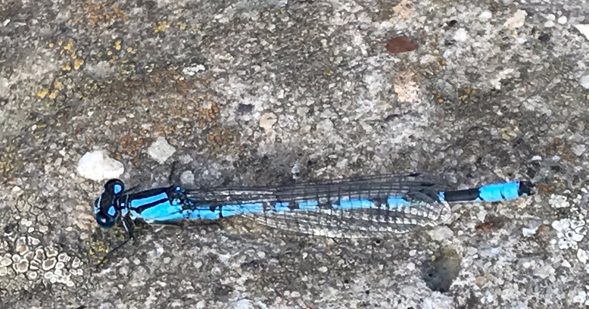 Barnsley Bird Sightings: Wintersett + Vis.Mig + Insects 05.10.20