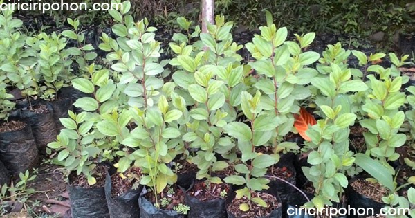 4 Jenis Pohon Bidara yang Perlu Kamu Ketahui - Ciriciripohon.com