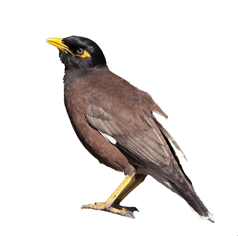 শালিকা | ঘৰ শালিকা | Mayna Bird Assam | ~ Daily Assam