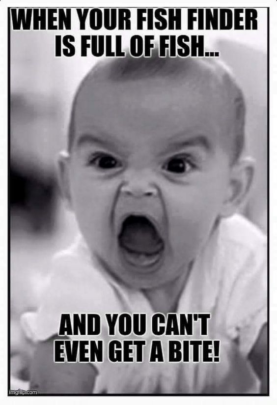 The Show Me Fly Guy: Funny Fishing Memes