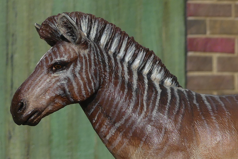 Harecroft Horses: Tales from the Body Box - the London Zoo Quagga