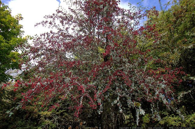 Docaitta Lifestyle: Foraging 35: Pear Hawthorn, and some Uses