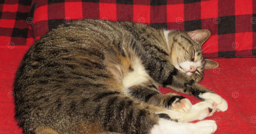 Anne's Creative Cornucopia: Cat Resting - Photograph