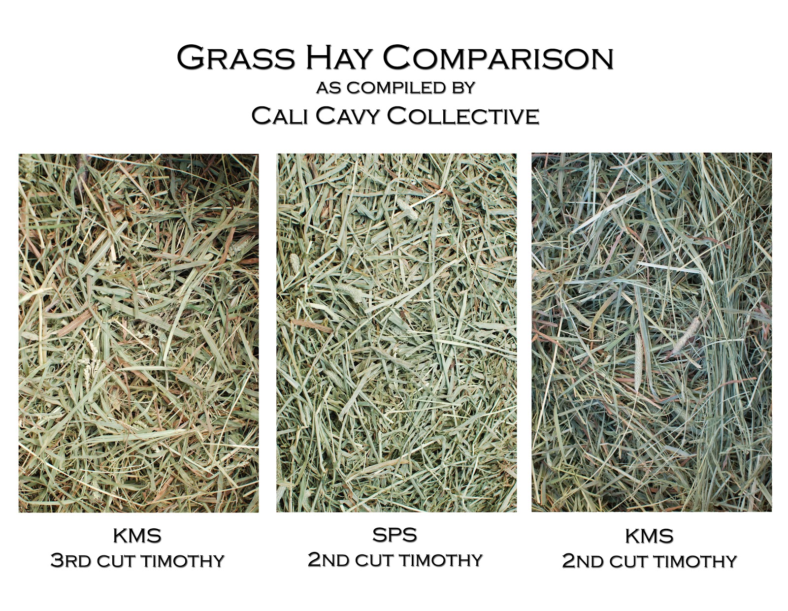 Cali Cavy Collective: a blog about all things guinea pig: Timothy hay ...