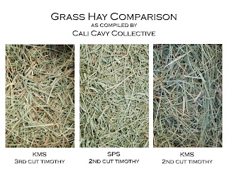 Cali Cavy Collective: a blog about all things guinea pig: Timothy hay ...
