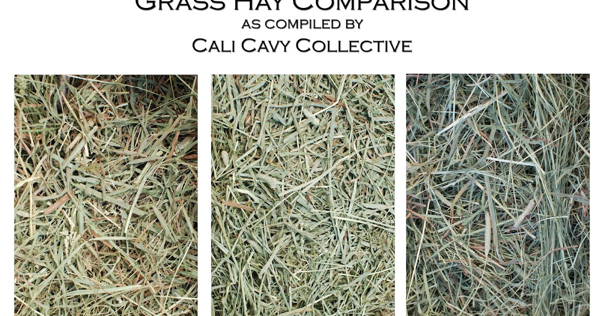 Cali Cavy Collective: a blog about all things guinea pig: Timothy hay ...