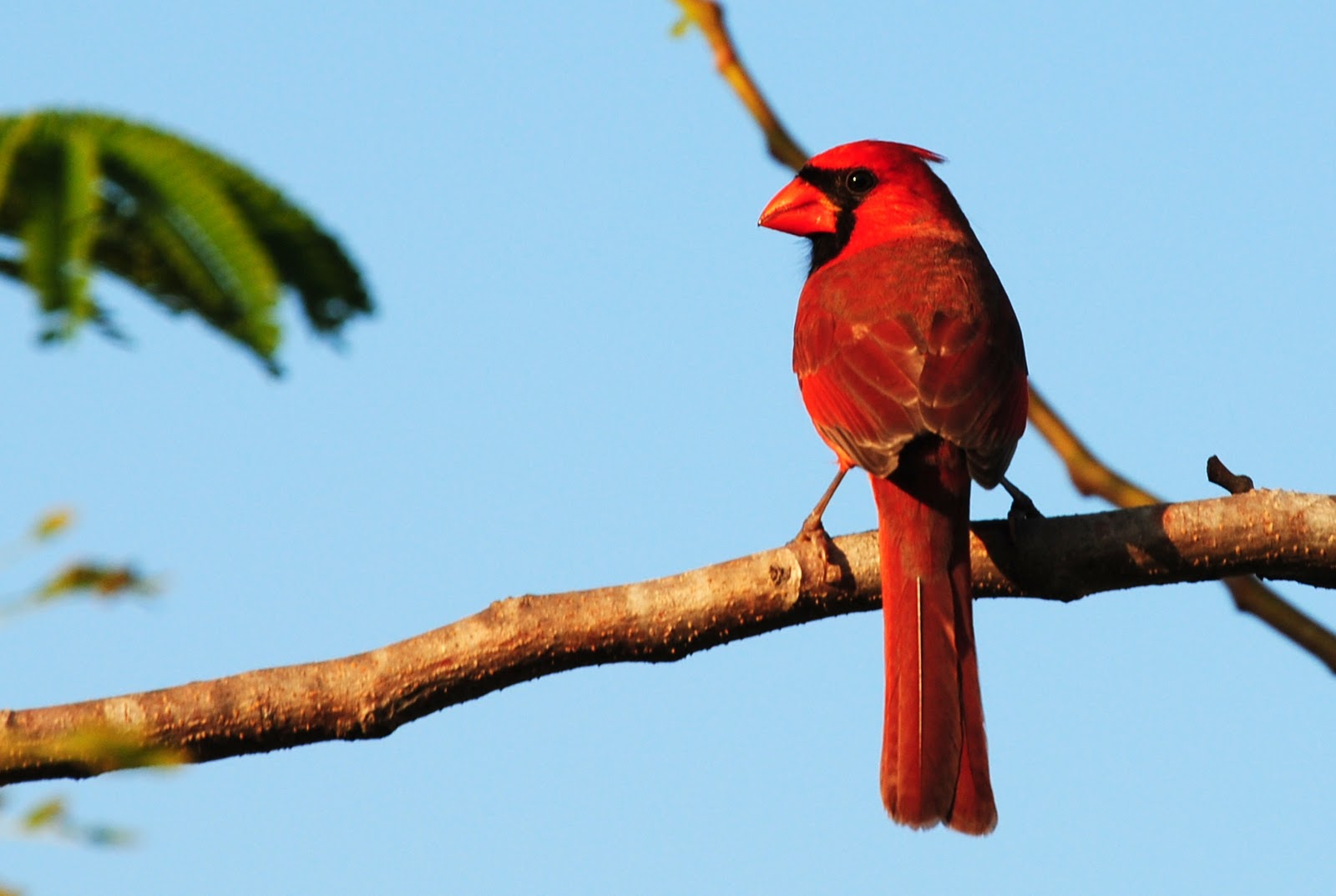 Field Notes and Photos: Red Birds & Red Flowers