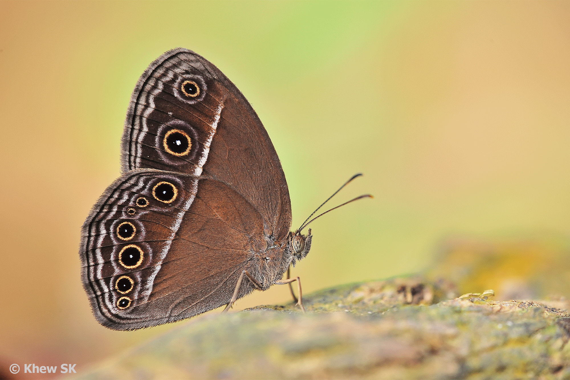 Butterflies of Singapore: Bush Browns of Singapore : Part 1
